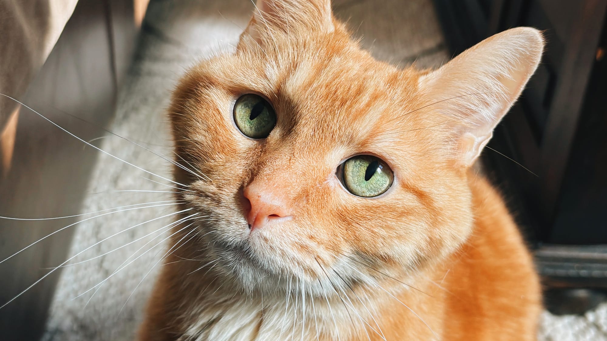 Viral Cat Chaos – The Internet’s New Favorite Trend